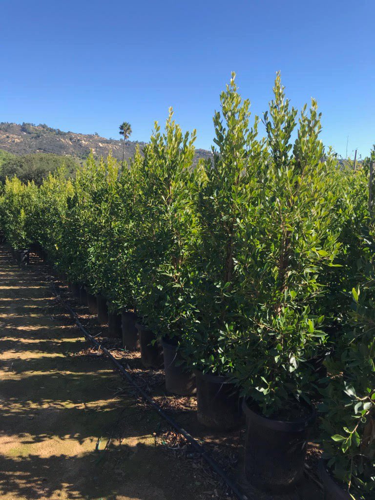 Buy Ficus microcarpa nitida 'Green Gem' (Green Gem Indian Laurel Fig)