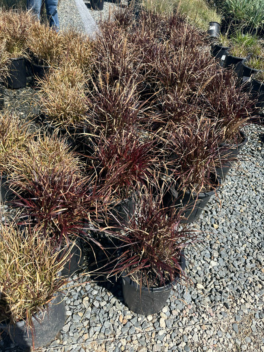 Buy Pennisetum setaceum 'Fireworks' (Fireworks Fountain Grass)
