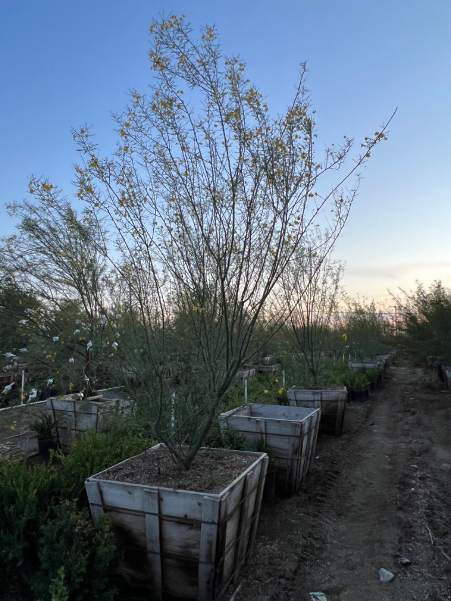 Buy Cercidium 'Desert Museum' (Multi) (Desert Museum Palo Verde)