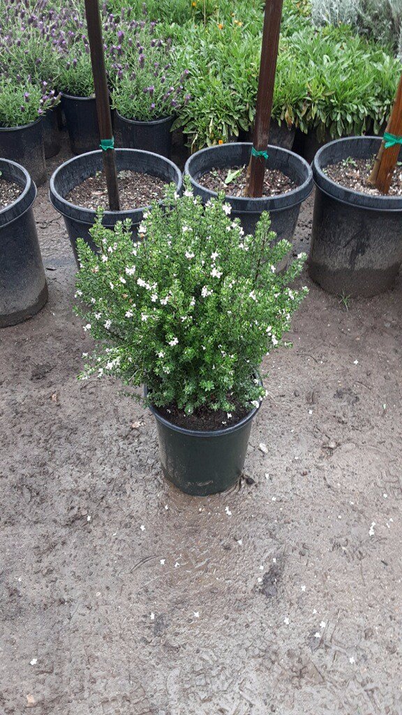 Buy Westringia fruticosa 'Grey Box' (Grey Box Dwarf Coast Rosemary)