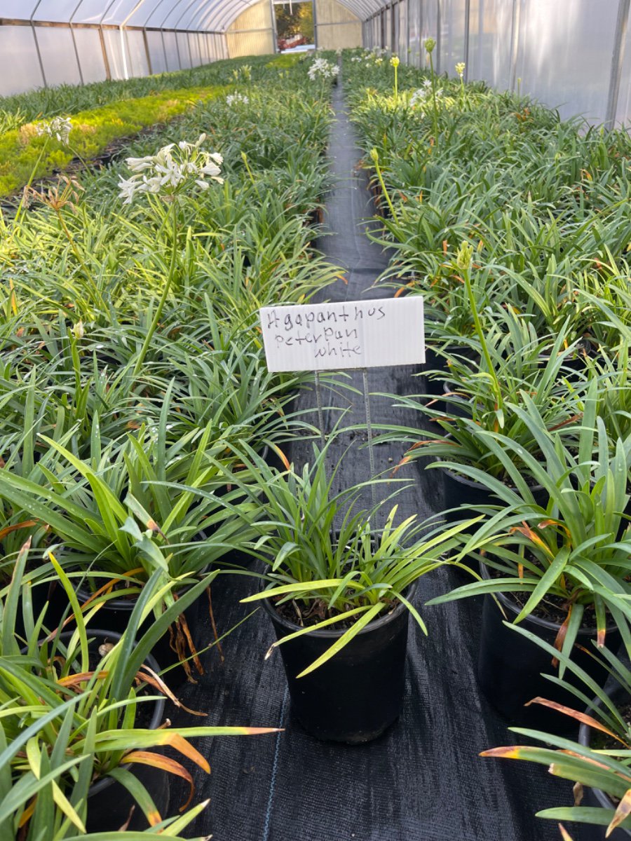 Buy Agapanthus africanus ‘Peter Pan White’