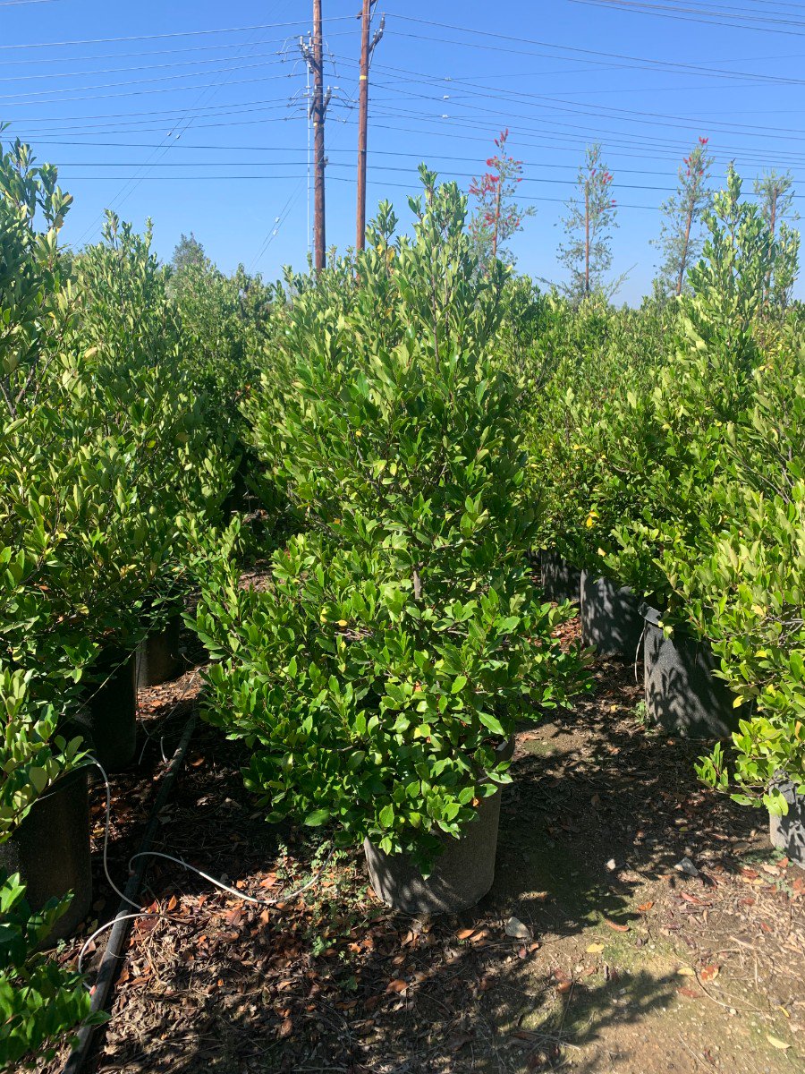 Buy Dietes vegeta 'Johnsonii' (African Iris, Butterfly Iris)