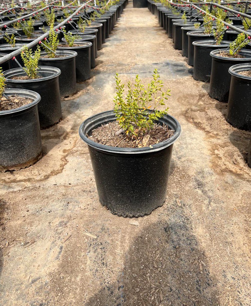 Buy Larrea tridentata (Creosote Bush) | Bidscape