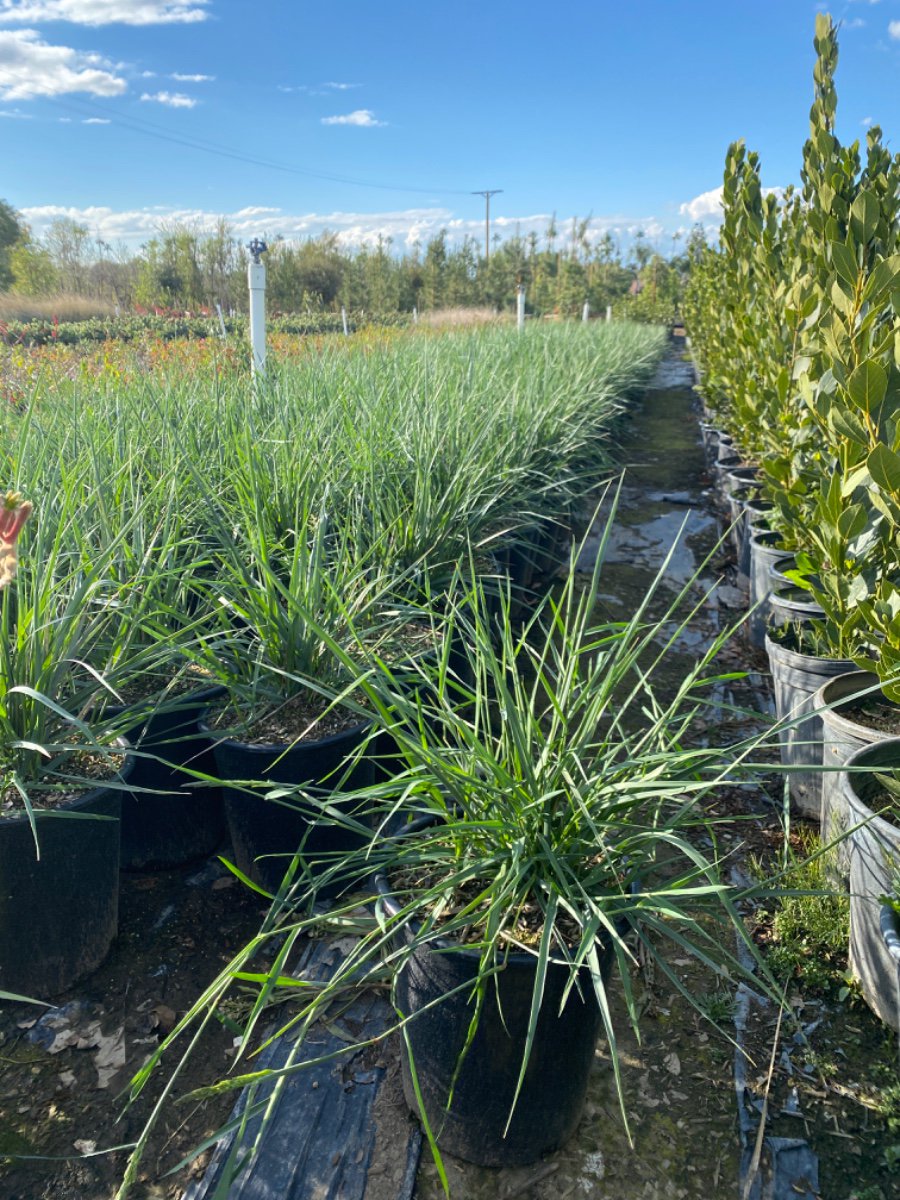 Buy Leymus condensatus (Wild Rye) | Bidscape