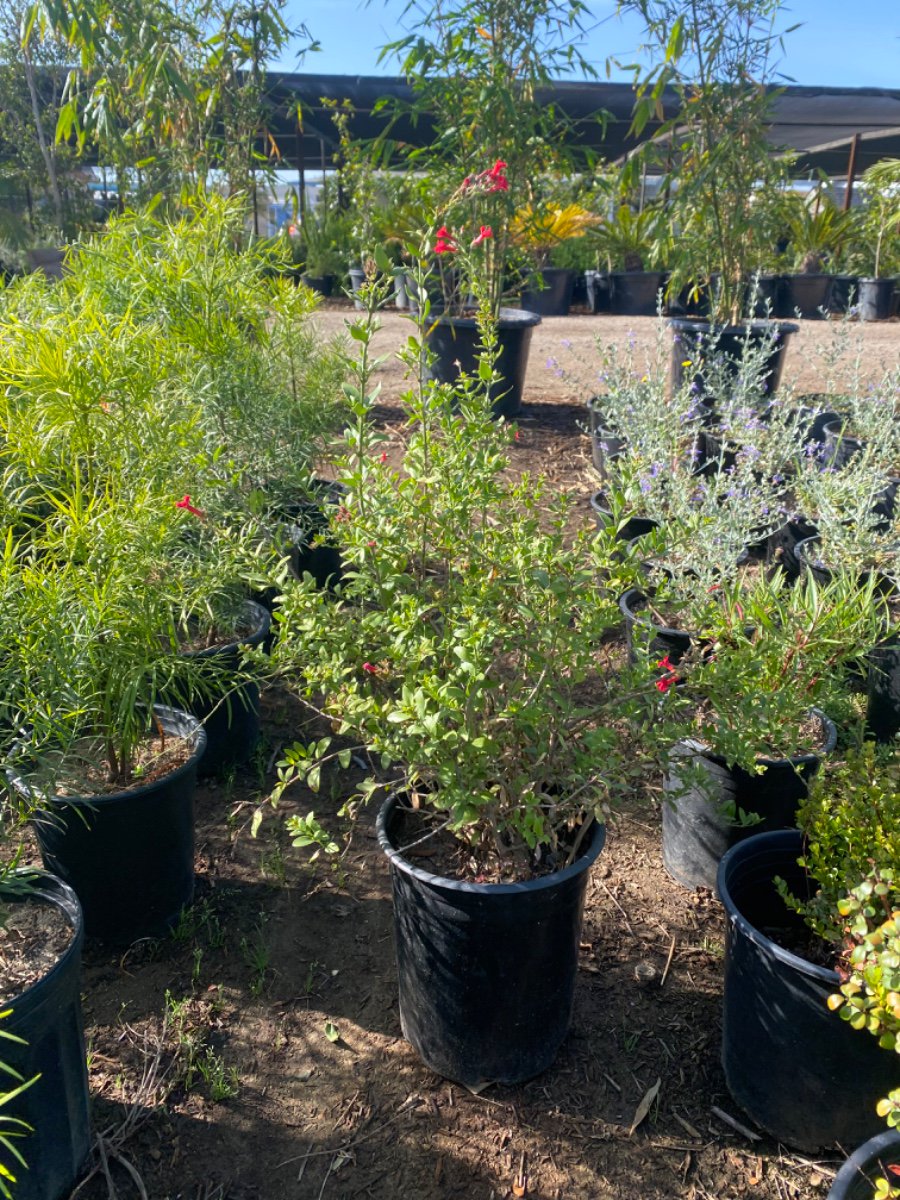 Buy Gambelia speciosa 'Firecracker'