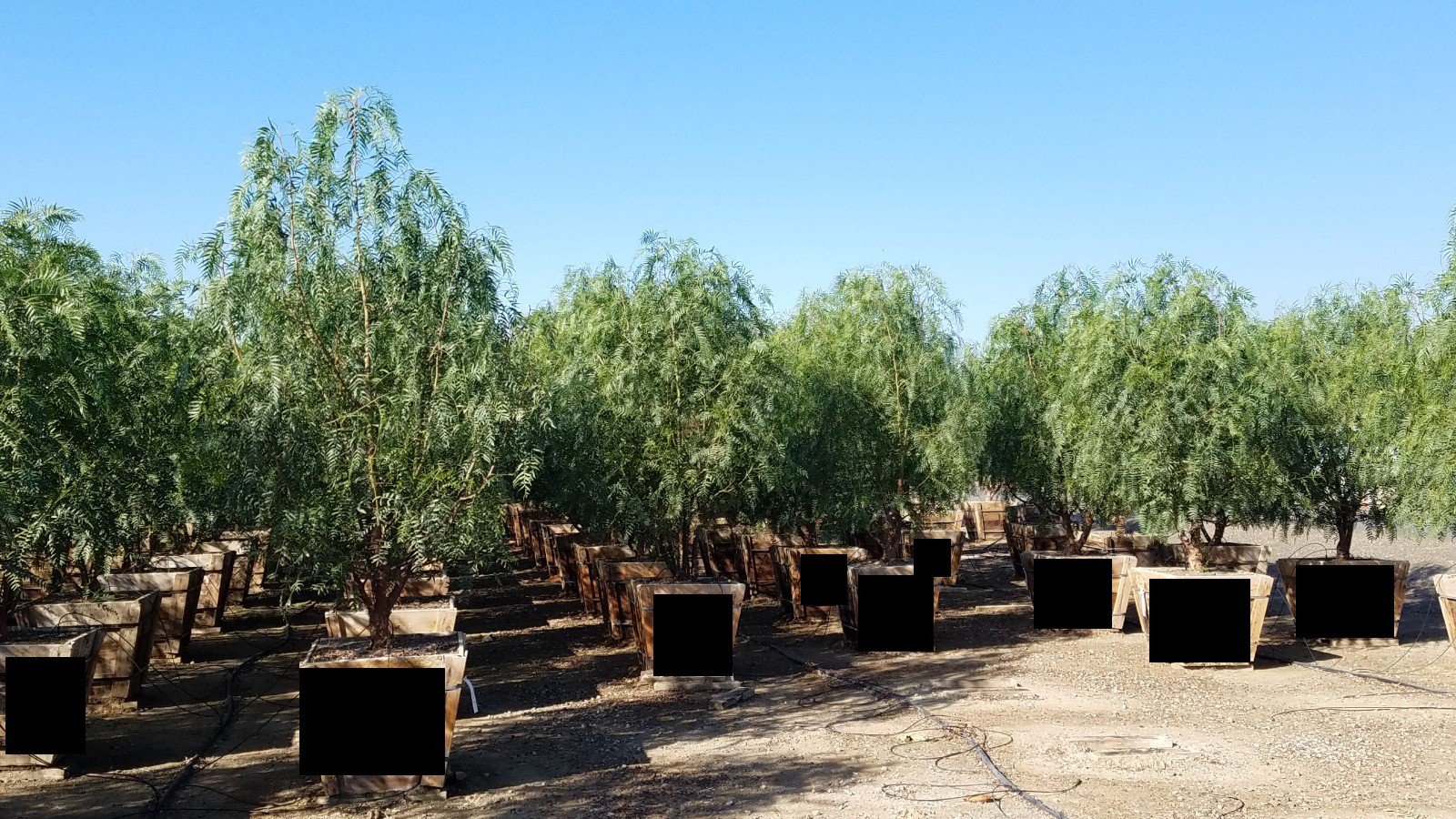 Buy Bougainvillea x 'Helen Johnson'