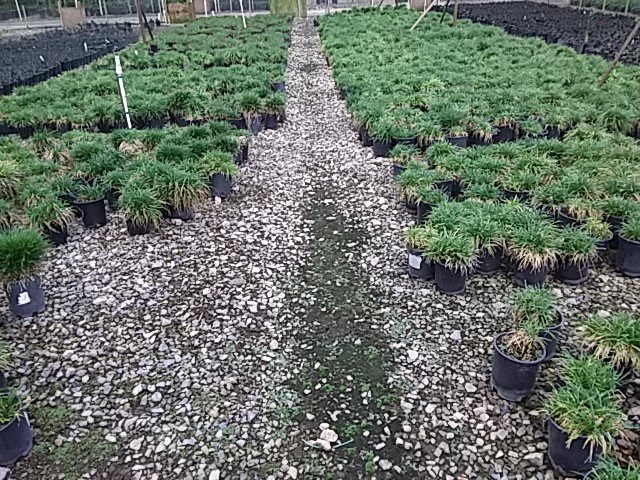 Buy Azalea x 'Getsutoku (Satsuki hybrid) (Getsutoku Azalea)