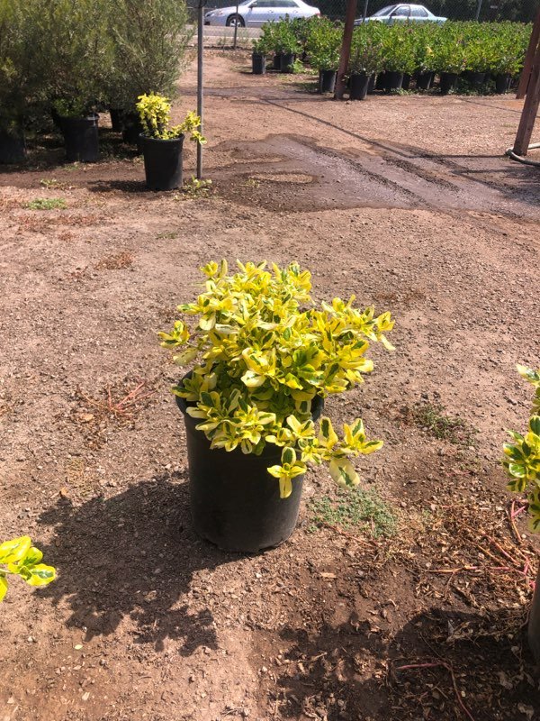 Buy Coprosma repens 'Taupata Gold' (Gold Splash Mirror Plant)