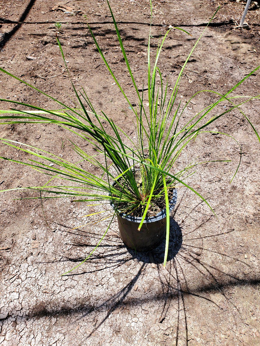 Buy Lomandra longifolia 'Breeze' (Dwarf Mat Rush 'Breeze') | Bidscape