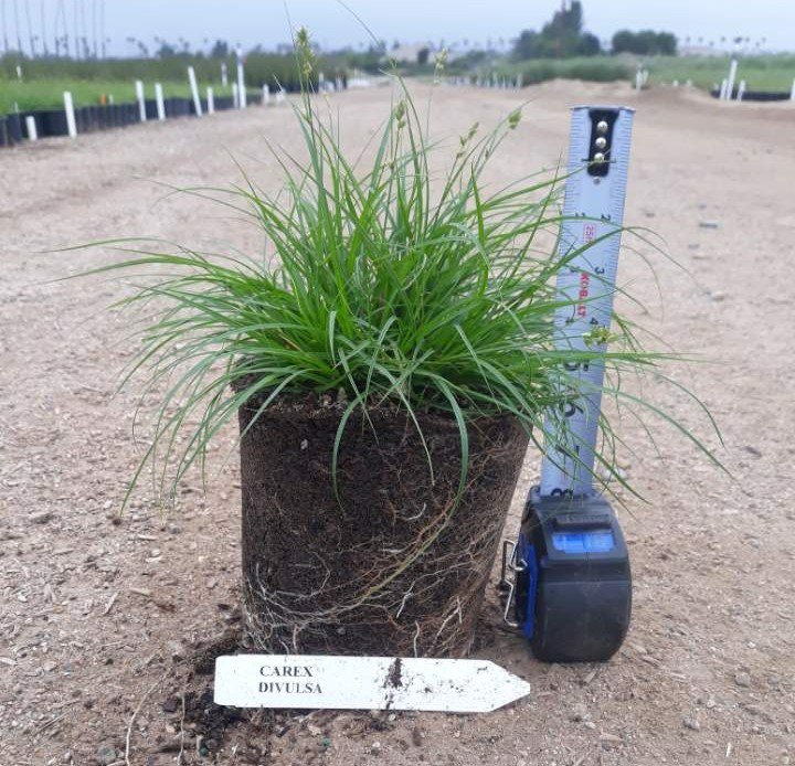Buy Carex divulsa (European Grey Sedge, Berkeley Sedge) | Bidscape