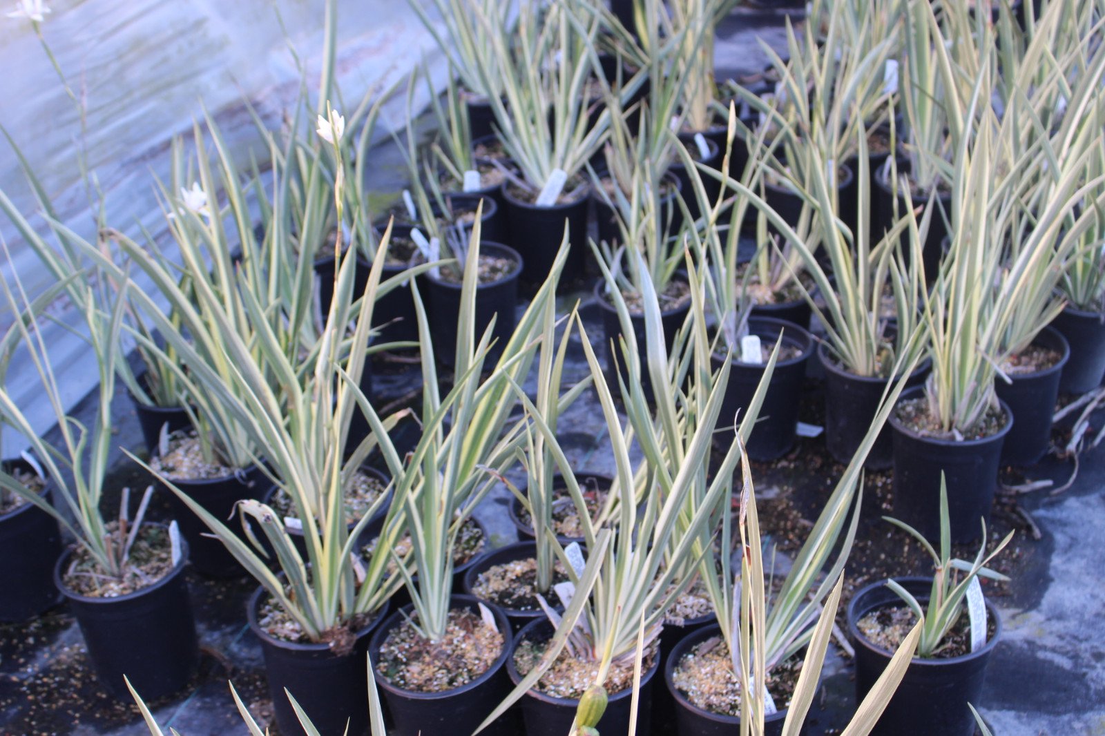 Buy Dietes vegeta 'Variegata' (Variegated Fortnight Lily) | Bidscape