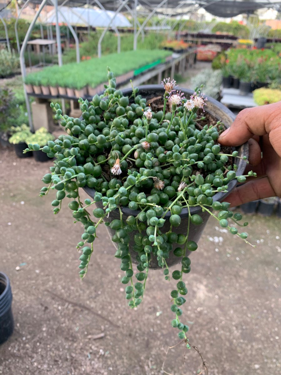 Buy Senecio rowleyanus (String of Pearls) | Bidscape