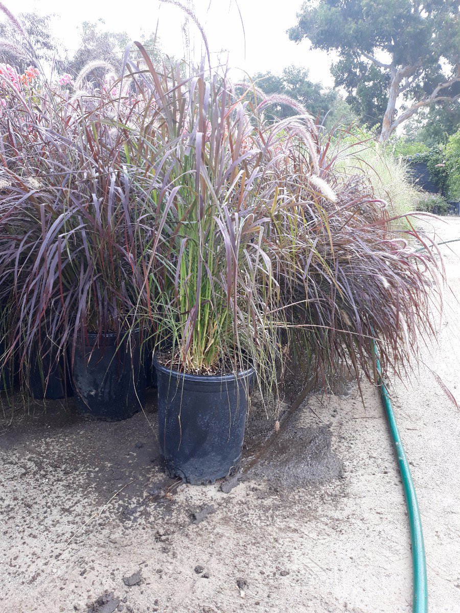 Buy Pennisetum setaceum 'Rubrum' (Purple Fountain Grass) | Bidscape