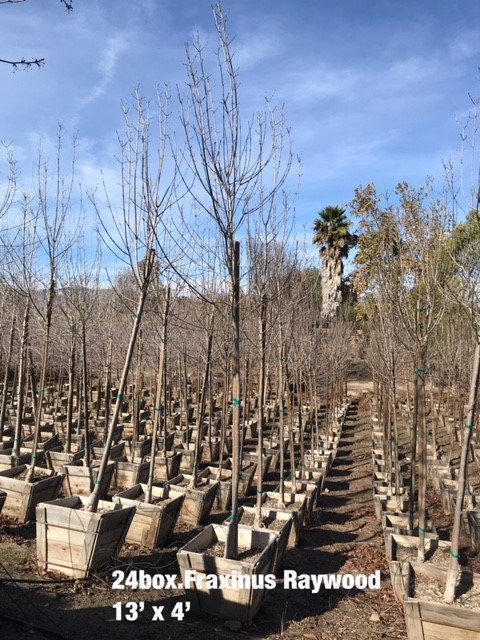 Buy Fraxinus angustifolia oxycarpa ‘Raywood’ (Standard) (Raywood Ash)