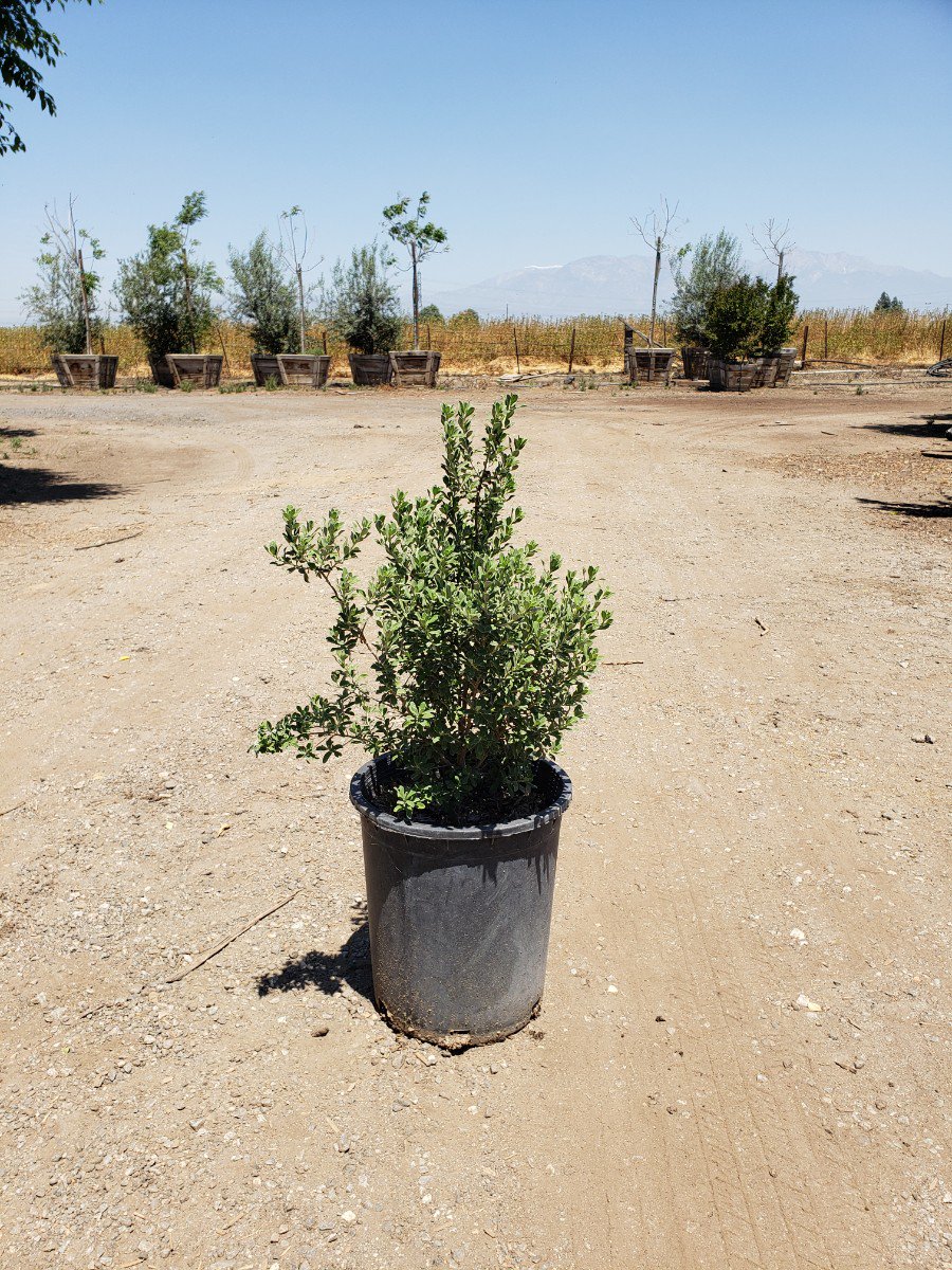 Buy Leucophyllum frutescens (Texas Sage) | Bidscape