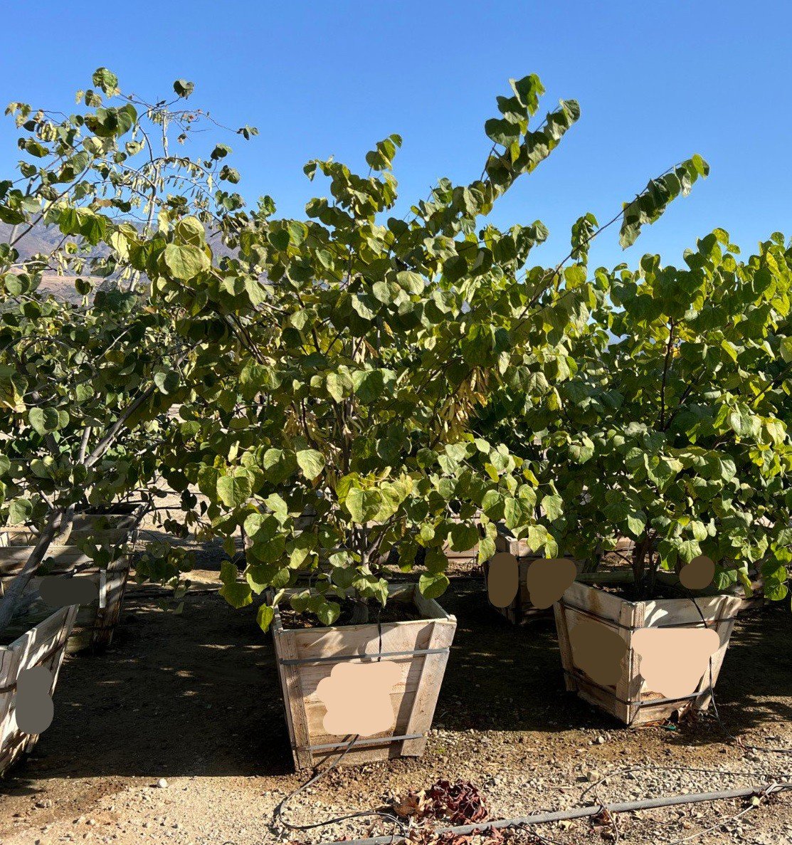 Buy Cercis canadensis (Multi) (Eastern Redbud) | Bidscape