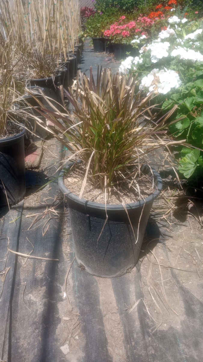Buy Pennisetum setaceum 'Fireworks' (Fireworks Fountain Grass)