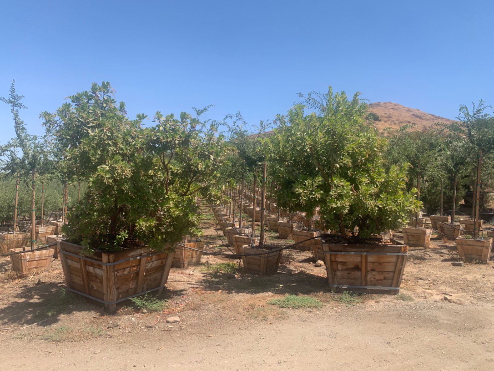 Browse Trees online | Bidscape