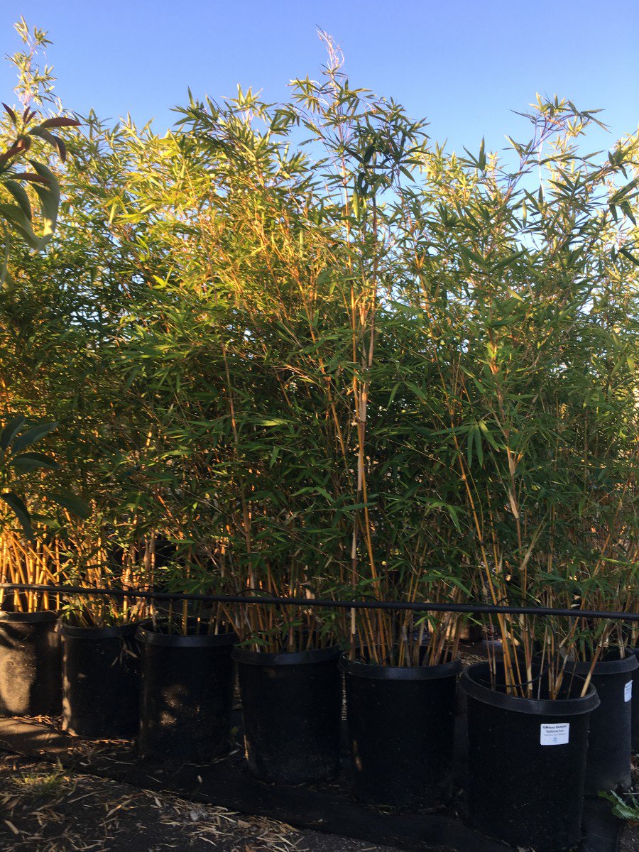 Buy Bambusa multiplex 'Alphonse Karr' (Alphonse Karr Bamboo)