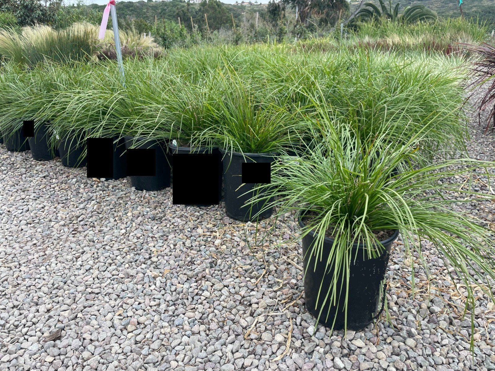 Buy Agastache barberi (Giant Hummingbird Mint) | Bidscape