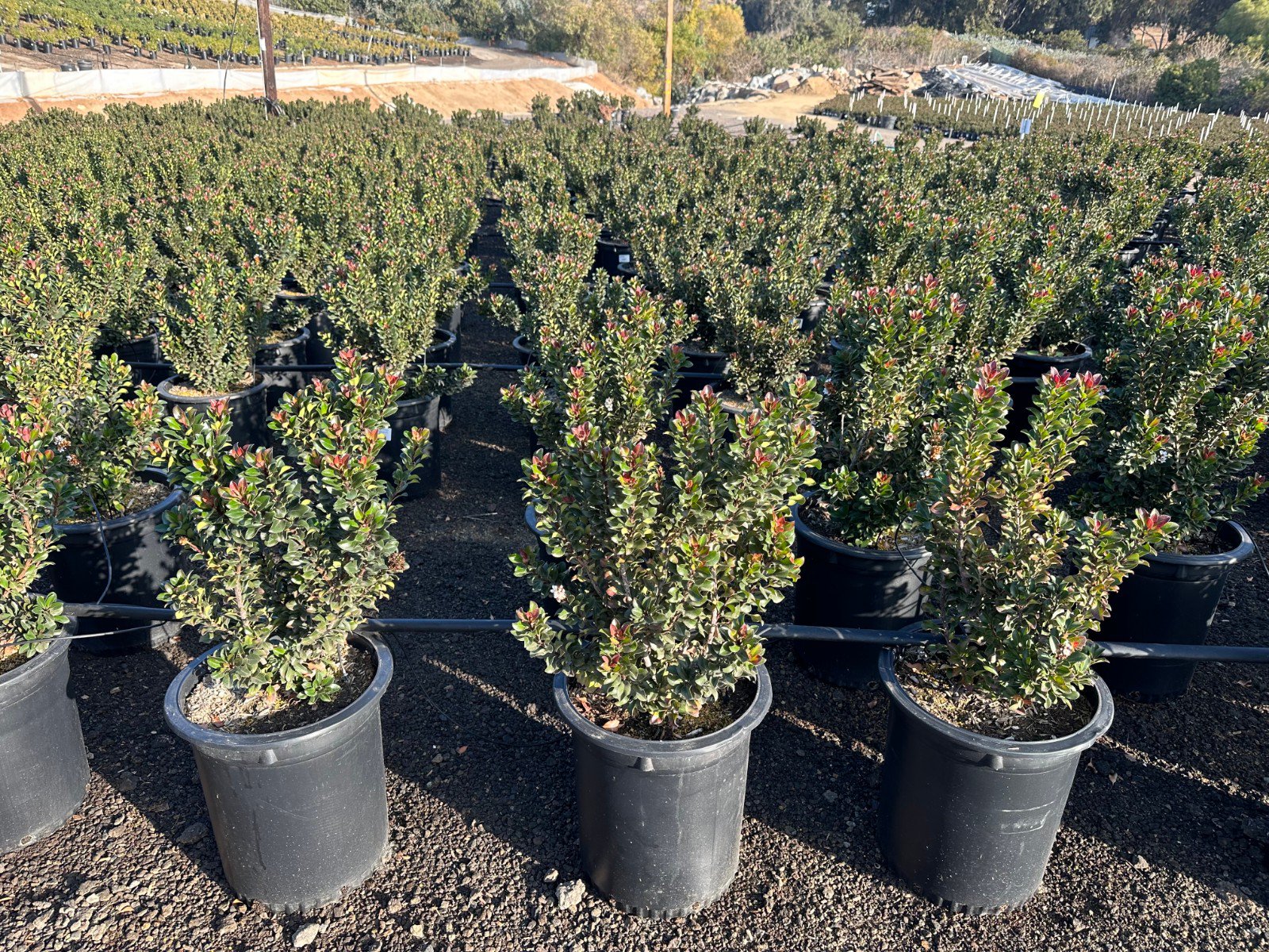 Buy Pelargonium peltatum 'Blizzard White'