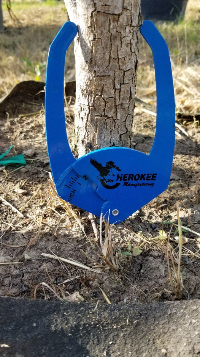 Buy Sophora japonica 'Princeton Upright'