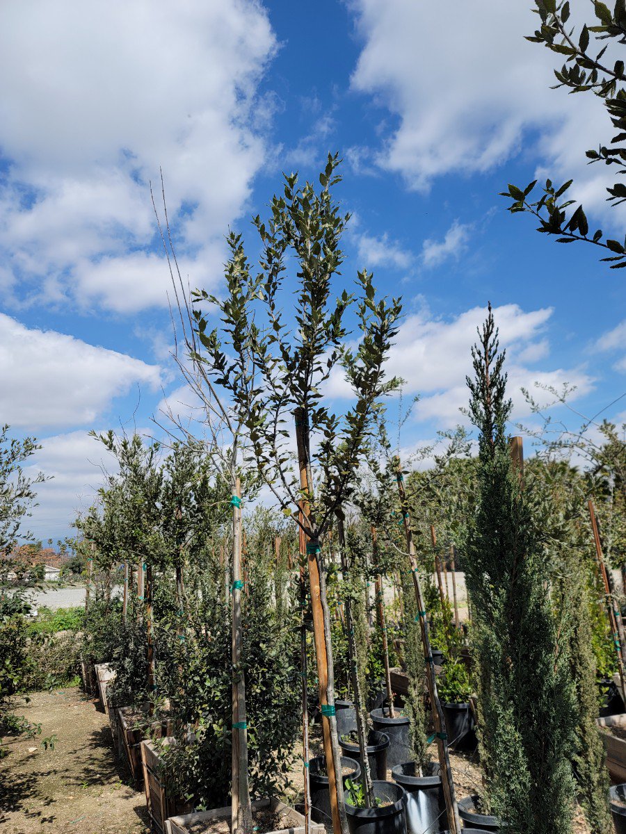 Buy Quercus ilex (Standard) (Holm Oak, Holly Oak, Evergreen Oak)