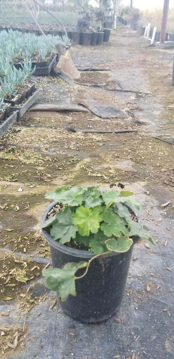 Buy Heuchera maxima (Island Alum Root) | Bidscape