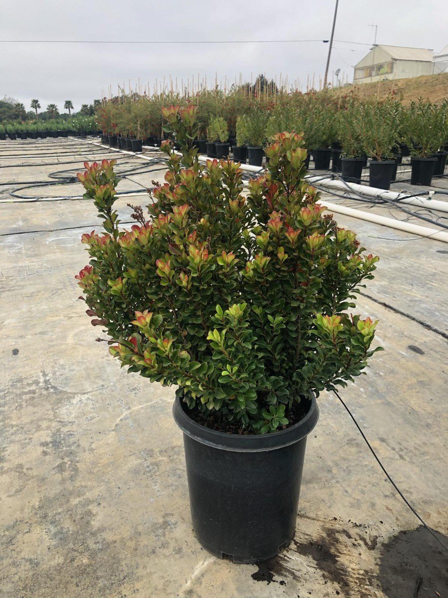 Buy Berberis thunbergii 'Crimson Pygmy' (Crimson Pygmy Dwarf Japanese ...