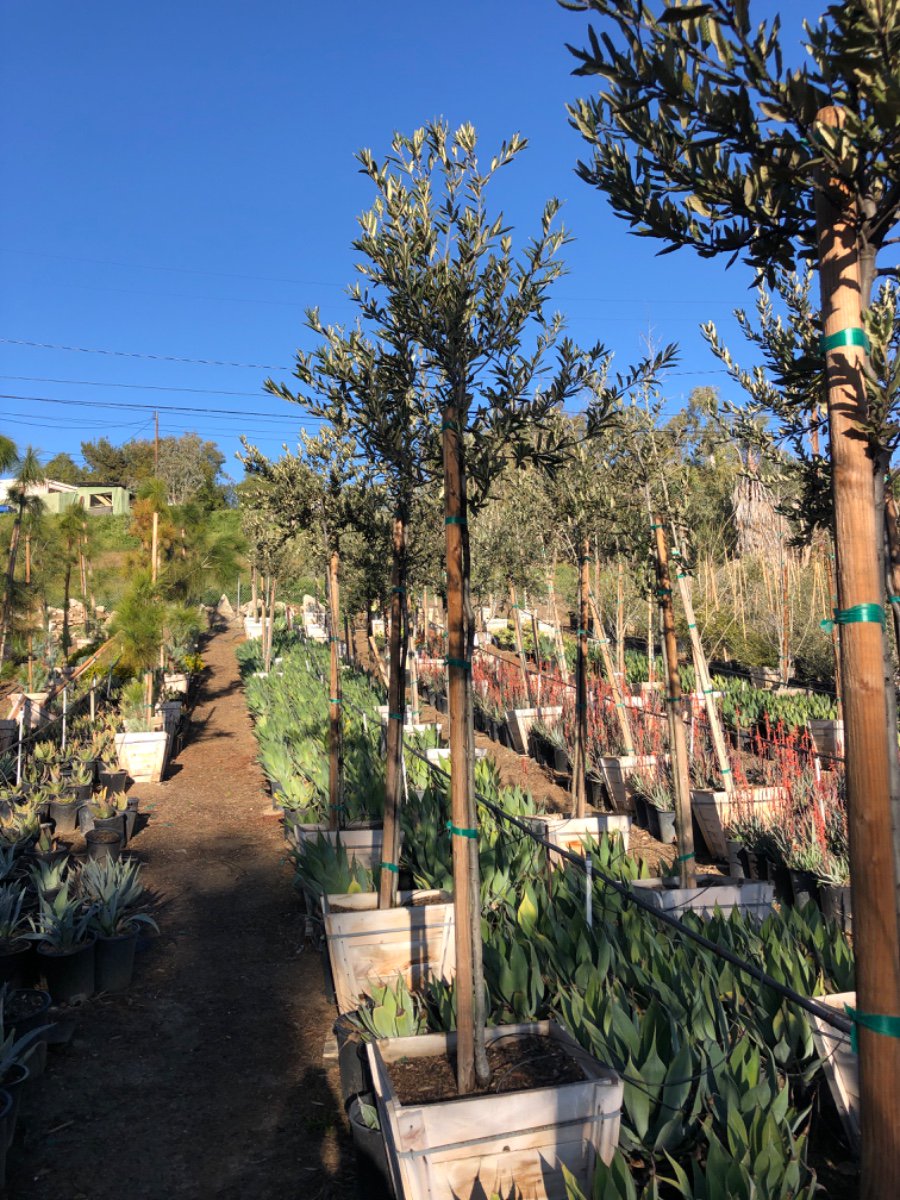 Buy Quercus ilex (Standard) (Holm Oak, Holly Oak, Evergreen Oak)