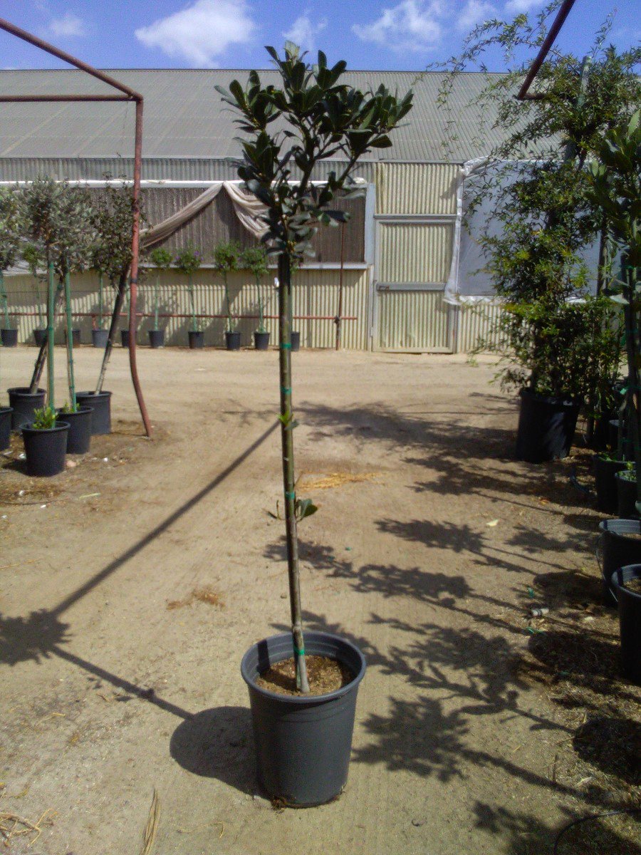 Buy Podocarpus macrophyllus 'Maki' (Patio Tree)