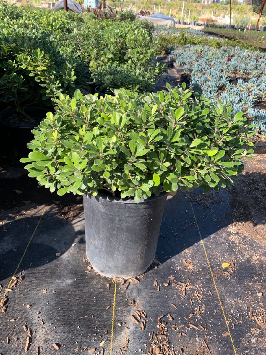 Buy Pittosporum crassifolium 'Nana' (Karo Pittosporum) | Bidscape