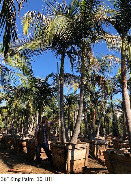 Buy Archontophoenix cunninghamiana (Double Trunk) (King Palm)