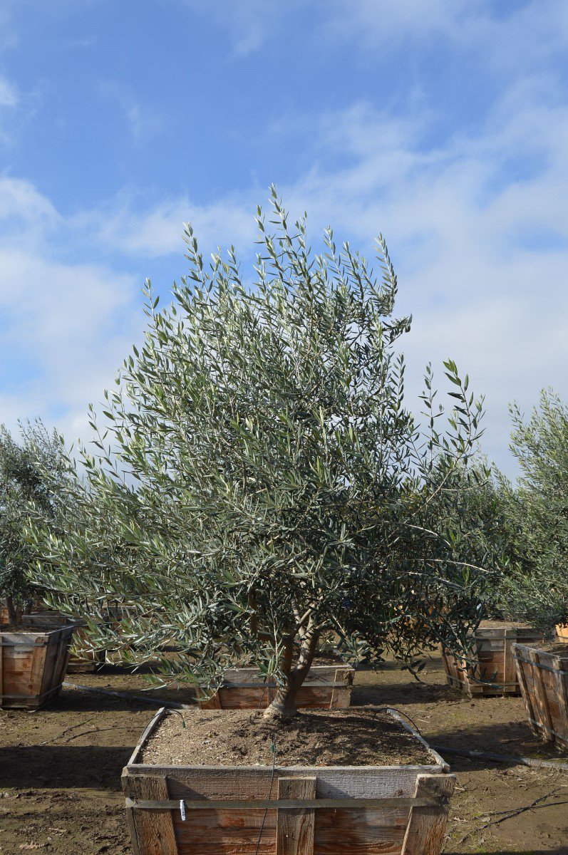Buy Olea europaea 'Swan Hill' (Multi) (Swan Hill Fruitless Olive)