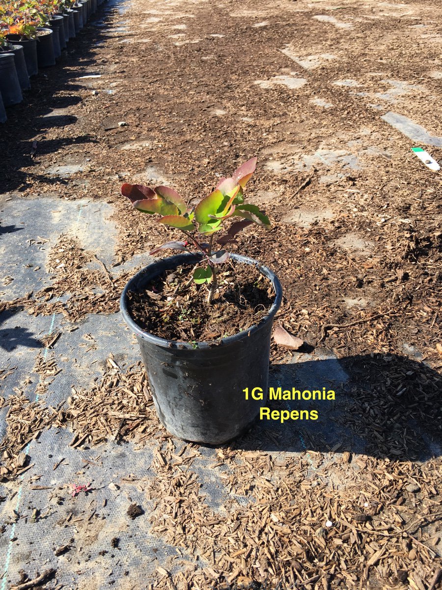 Buy Mahonia repens (Creeping Mahonia) | Bidscape