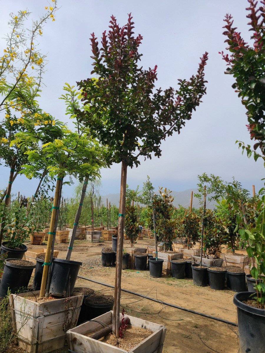 Buy Lagerstroemia indica (Standard) (Crape Myrtle) | Bidscape