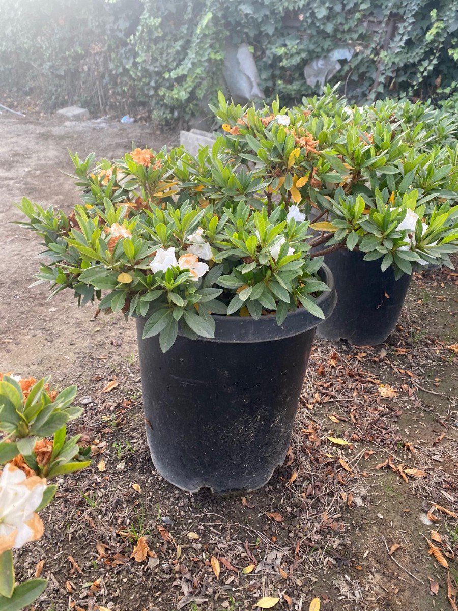 Buy Azalea 'Alaska' (Alaska Azalea) | Bidscape