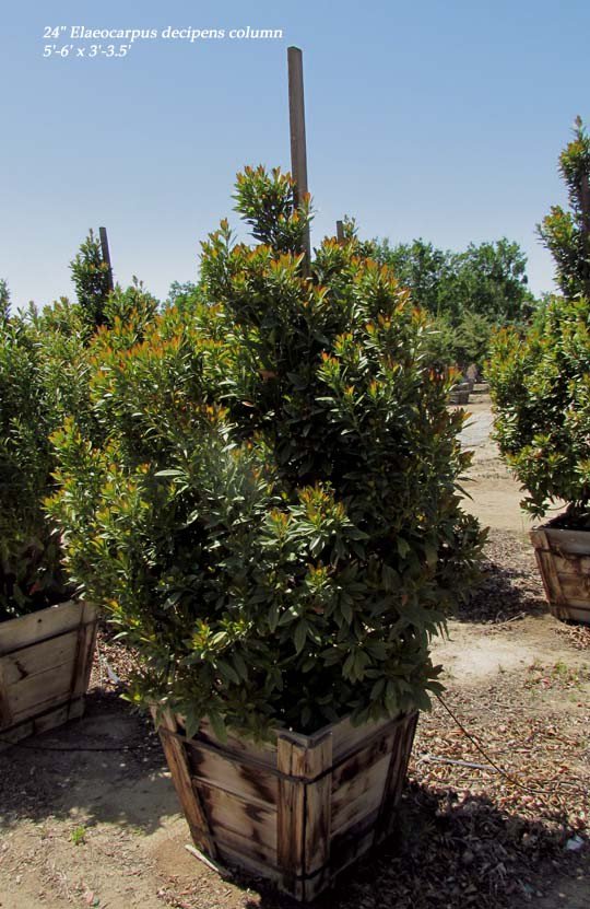 Buy Elaeocarpus decipiens (Column) (Japanese Blueberry Tree)