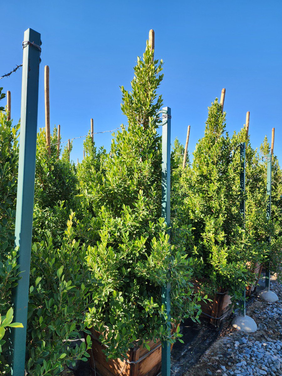 Buy Ficus microcarpa nitida (Indian Laurel) | Bidscape