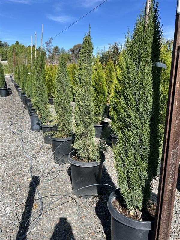 Buy Cupressus sempervirens 'Compacta' (Dwarf Italian Cypress)