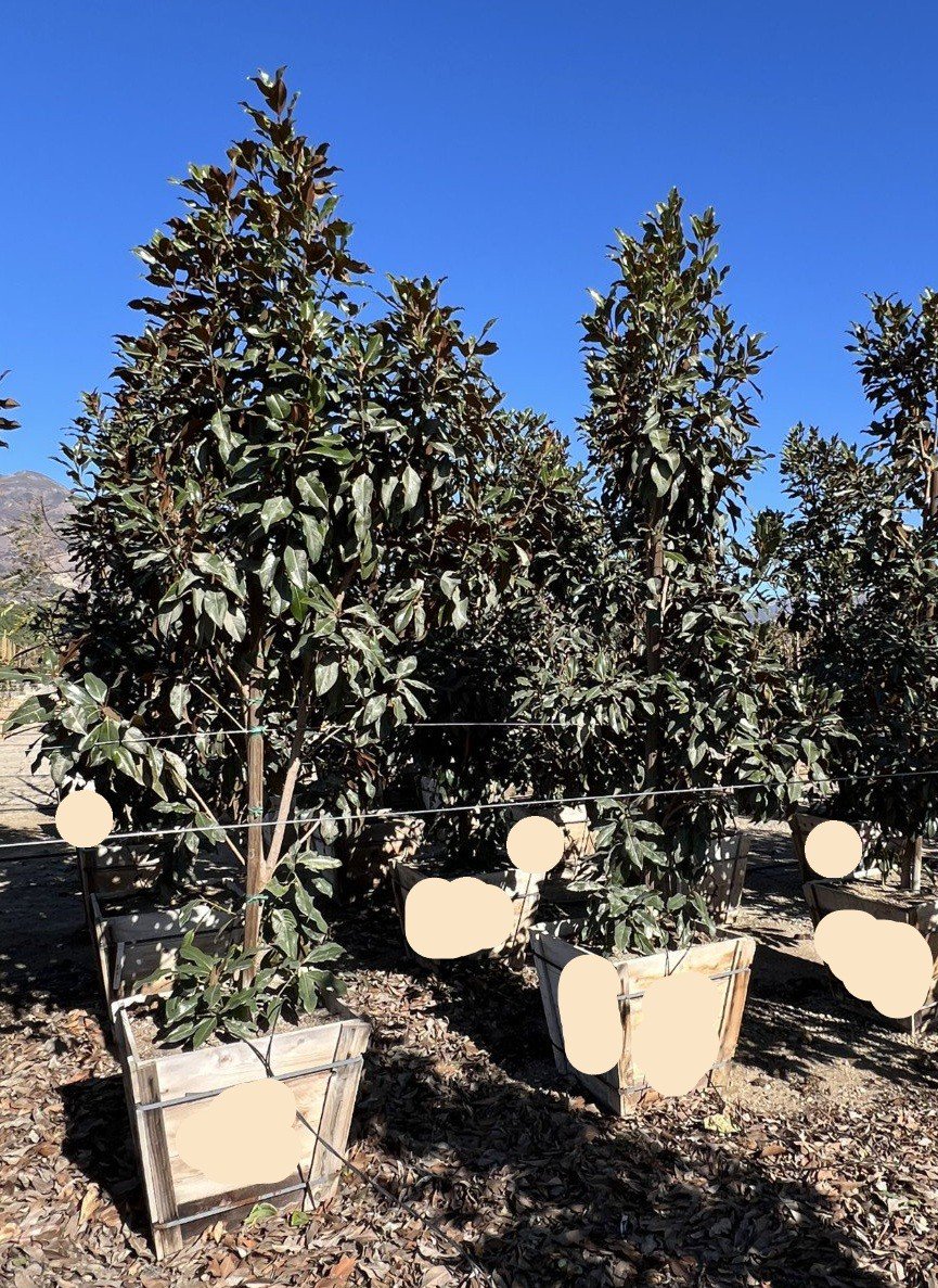 Buy Magnolia grandiflora 'Kay Parris' (Kay Parris Southern Magnolia)