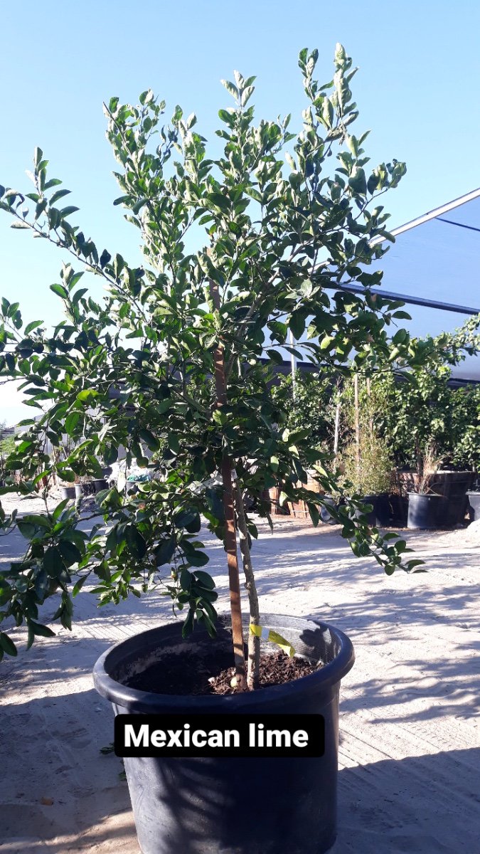Buy Citrus aurantifolia (Key Lime, Mexican Lime) | Bidscape