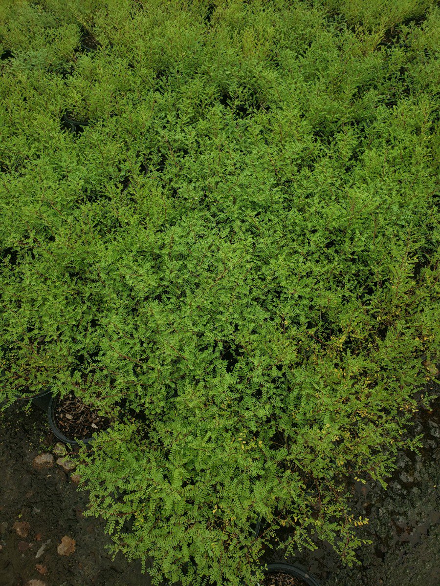 Buy Dalea capitata 'Sierra Gold' (Dalea capitata 'Sierra Gold')