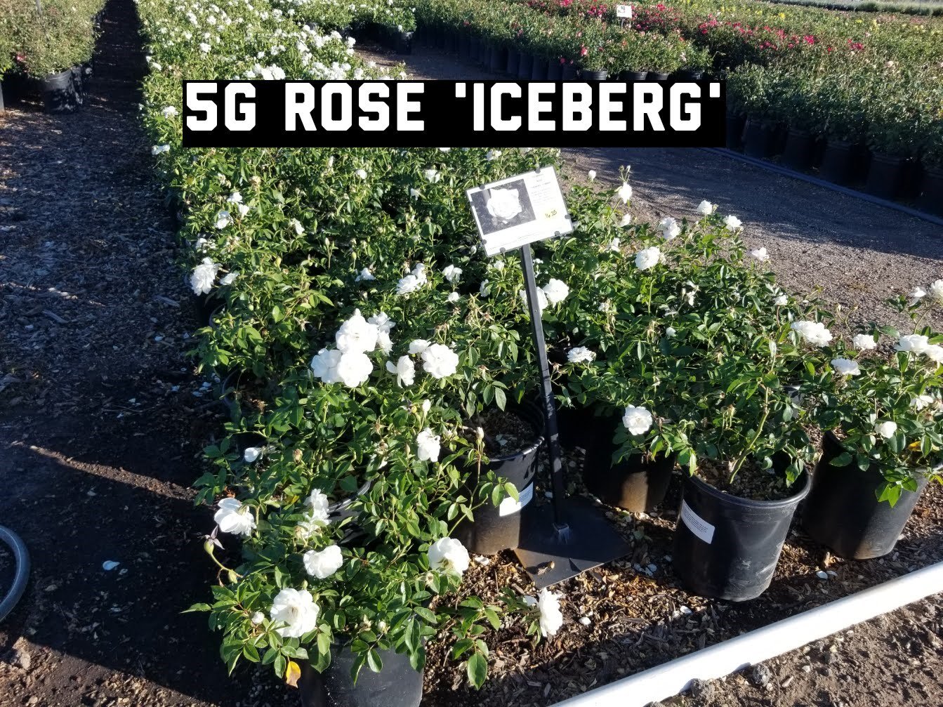 Buy Rosa 'Brilliant Pink Iceberg' (Brilliant Pink Iceberg Shrub Rose)