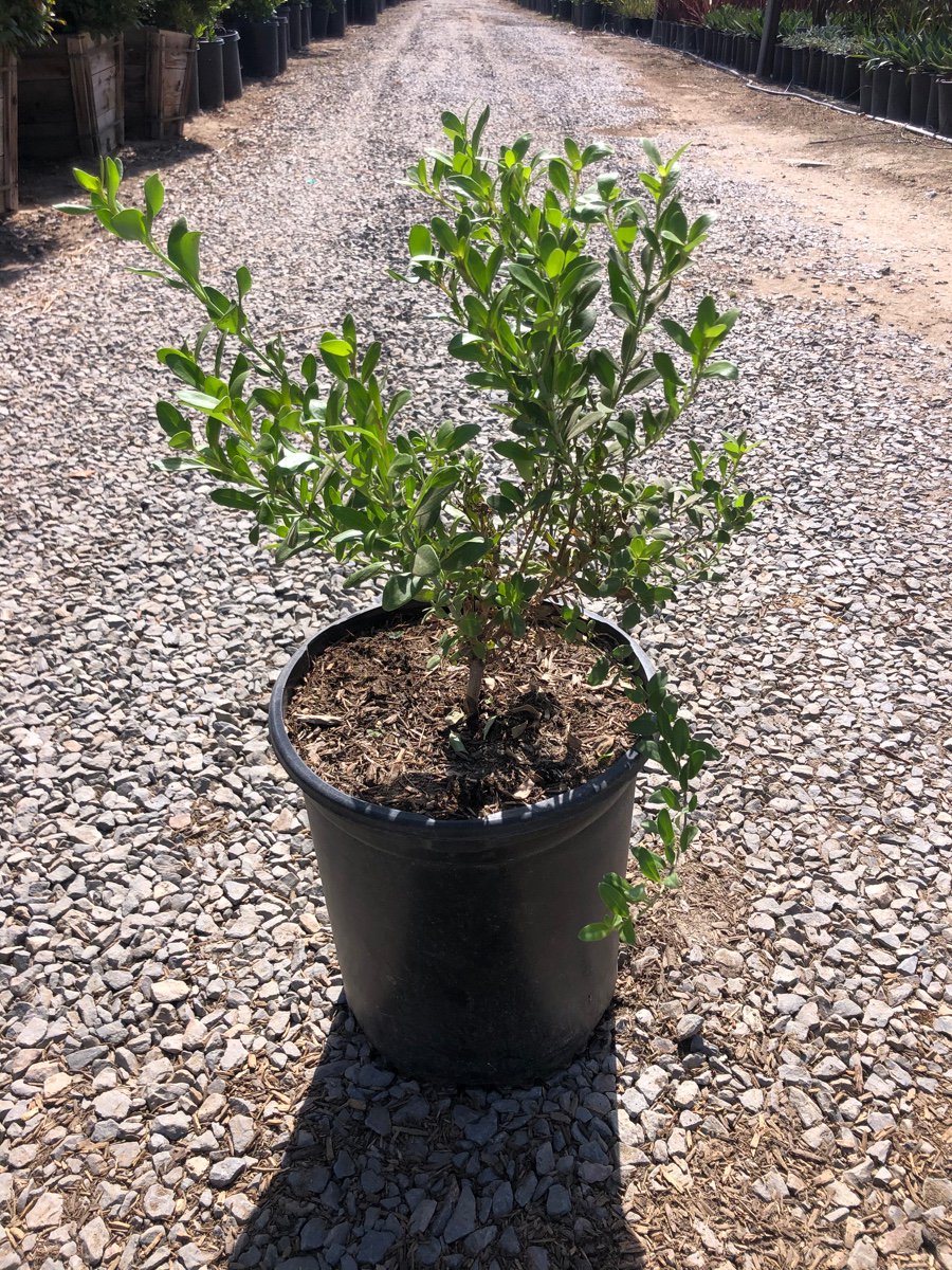 Buy Carex elata 'Aurea' (Bowles' Golden Sedge) | Bidscape