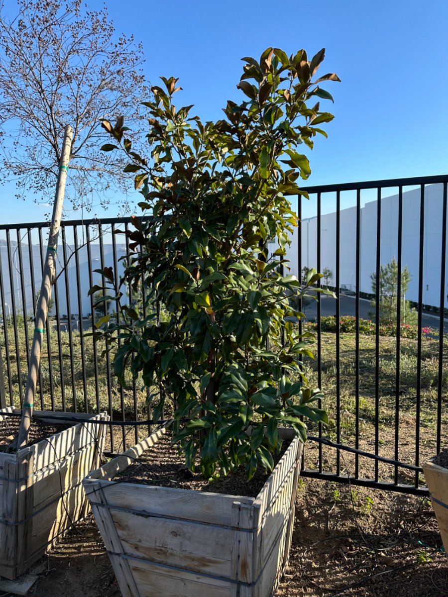 Buy Magnolia grandiflora 'Little Gem' (Low Branching)