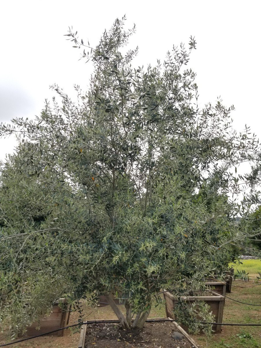 Buy Olea europaea (Standard) (Olive Tree) | Bidscape