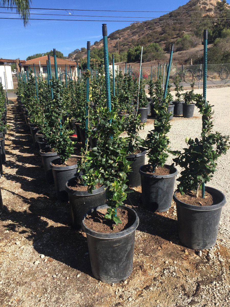 Buy Ligustrum japonicum 'Texanum' (Cone)