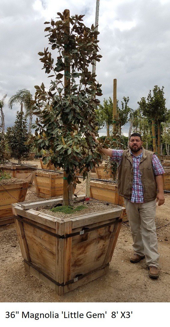 Buy Magnolia grandiflora 'Little Gem'