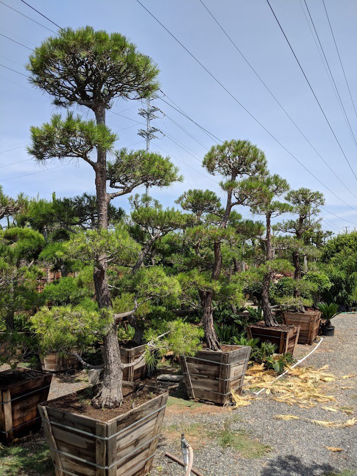 Buy Pinus thunbergii (Bonsai) (Cloud Pruned Black Pine) | Bidscape